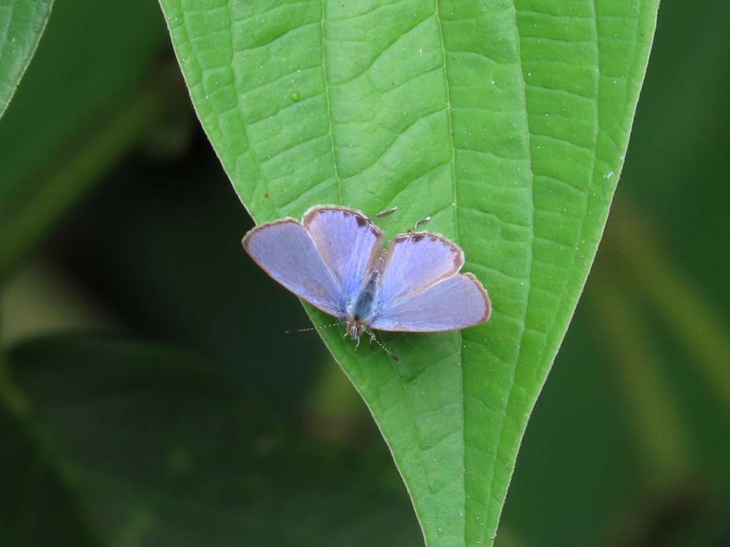 Ancyra Blue from Gua Tempurung, Perak, Malaysia on November 11, 2022 at ...