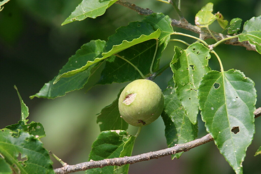 Large fever-berry from Mopani District Municipality, South Africa on ...