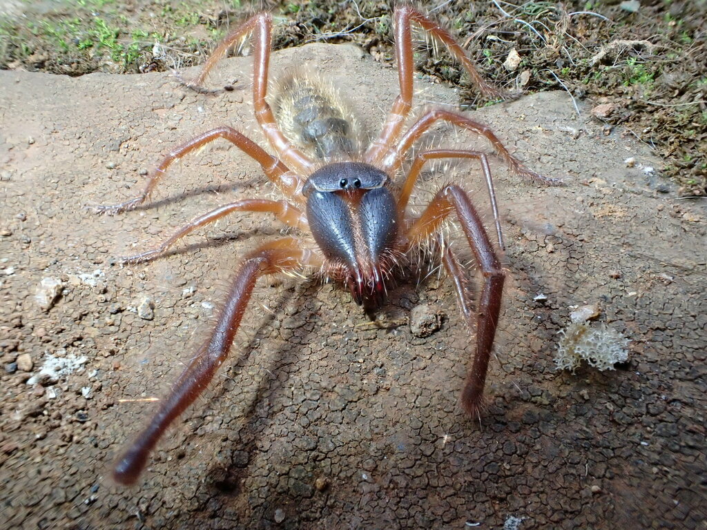Moon Spiders from Rombo, Tanzania on October 2, 2021 at 01:37 PM by ...