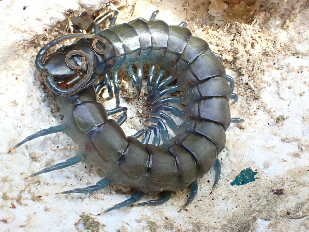 African Giant Centipede from Rombo, Tanzania on December 2, 2022 at 10: ...