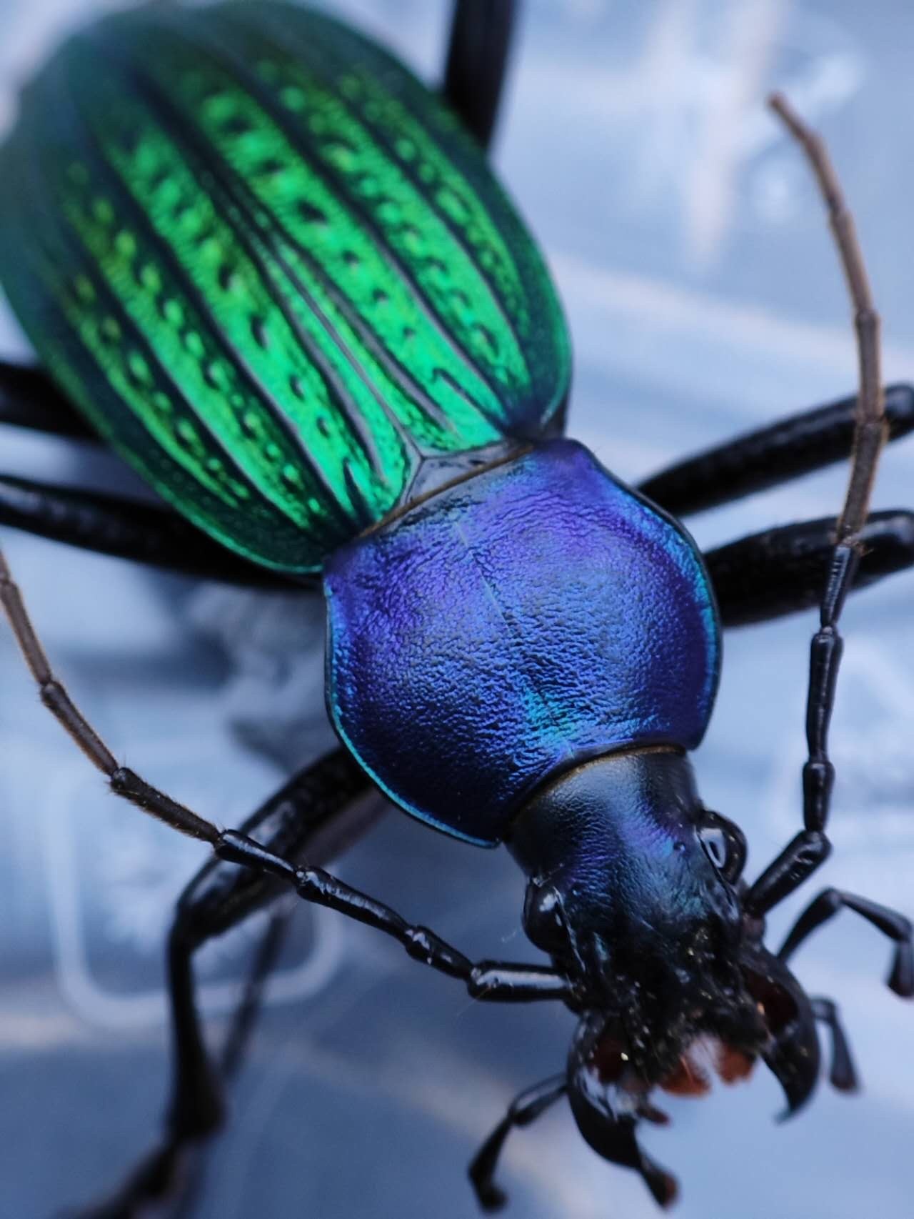 Carabus davidis H.Deyrolle, 1878