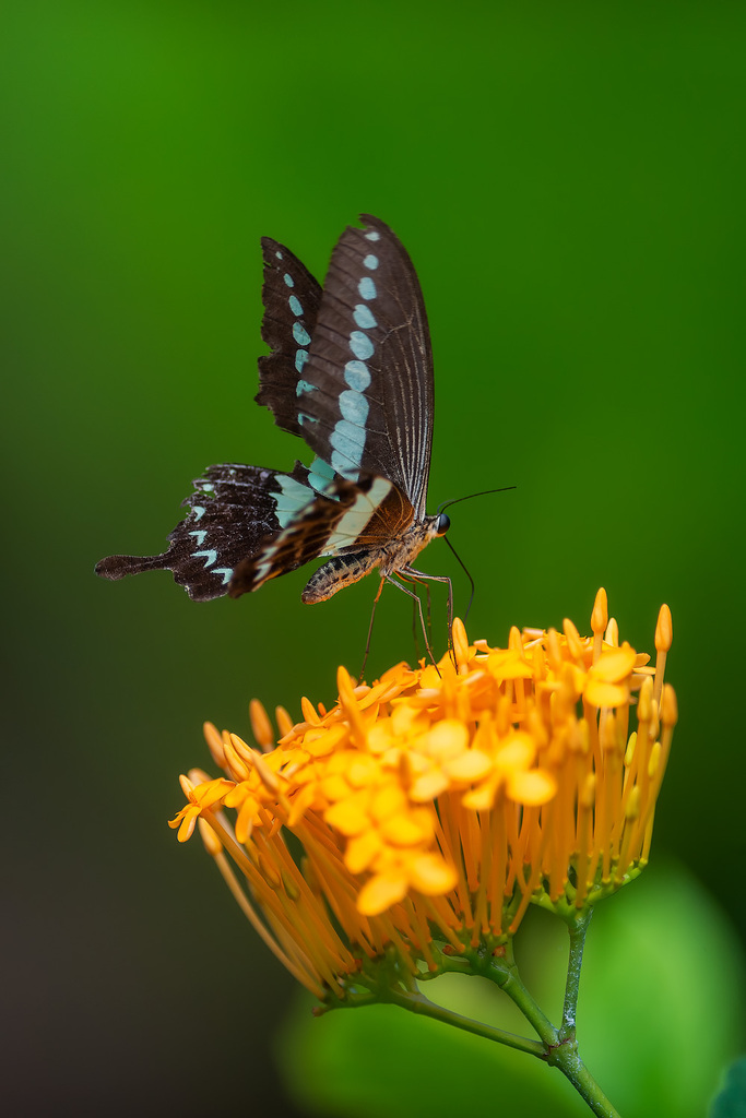 Banded Swallowtail from Gianyar Regency, Bali, Indonesia on December 02 ...