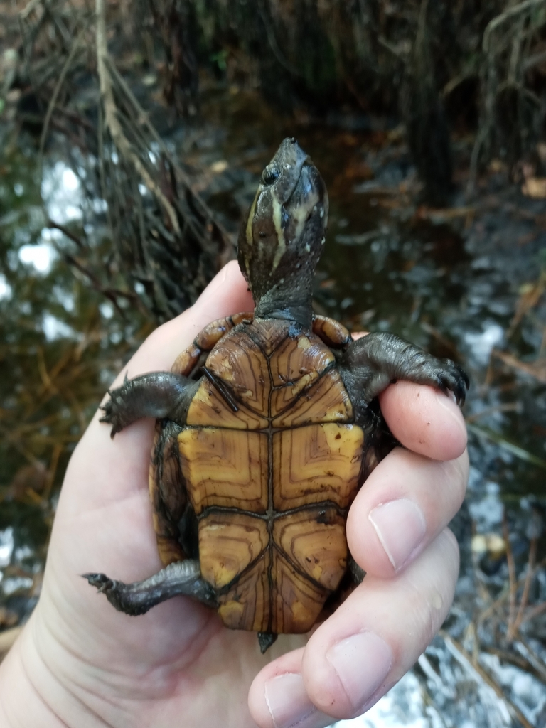 Striped Mud Turtle from St Augustine Shores, FL 32086, USA on December ...