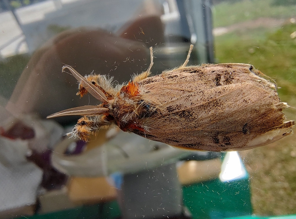 Numenes numatai from Xishuangbanna Dai, CN-YN, CN on November 24, 2022 ...