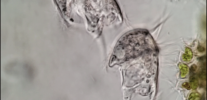 Caenomorpha medusula from East Hampton, NY 11937, USA on June 2, 2022 ...
