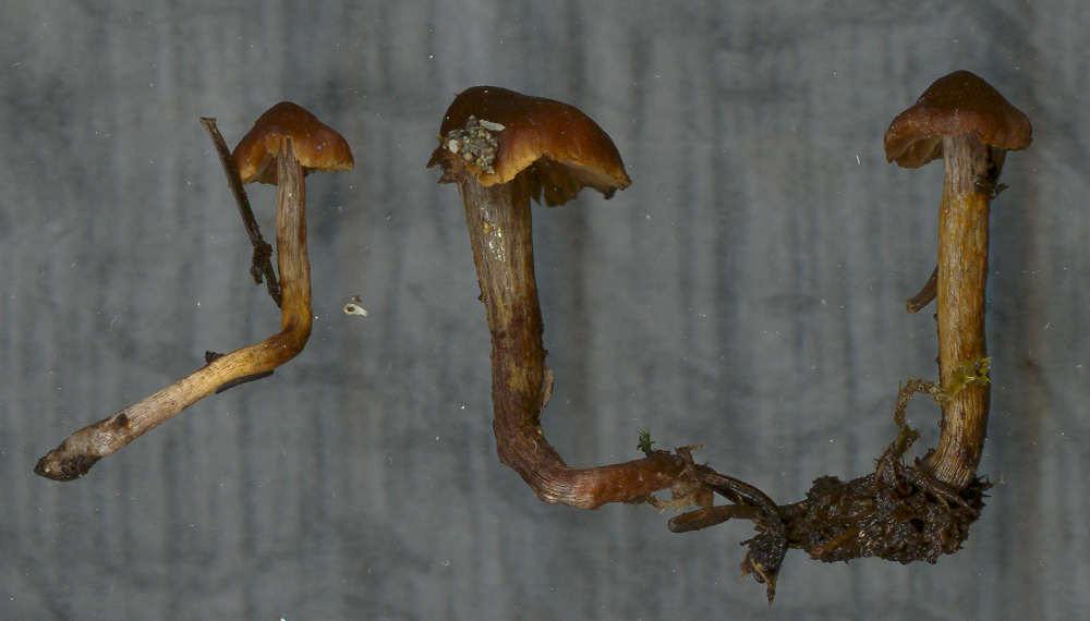 Cortinarius anthracinus from Little Lepreau, New Brunswick on September ...