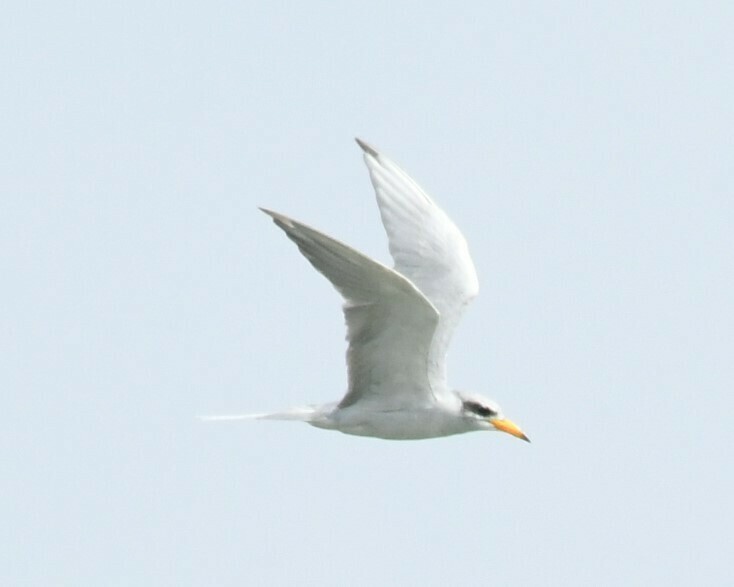 River Tern in November 2022 by sunandav · iNaturalist
