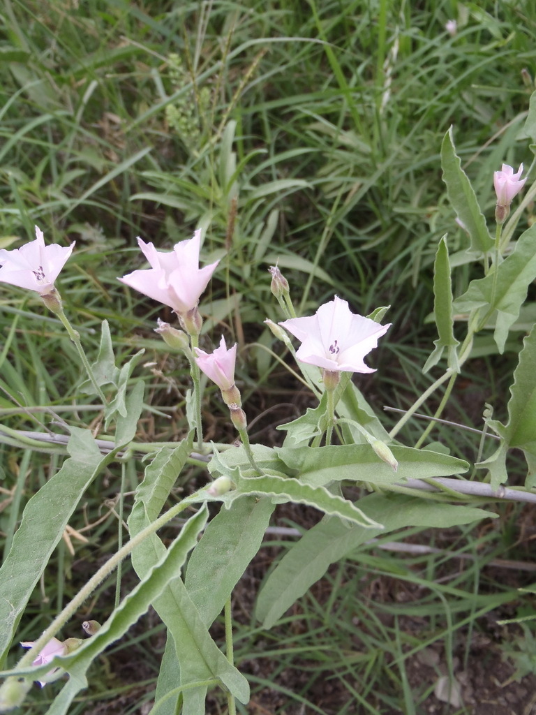 Texas bindweed from Camp Eagle, Real County, TX, USA on May 27, 2012 at ...