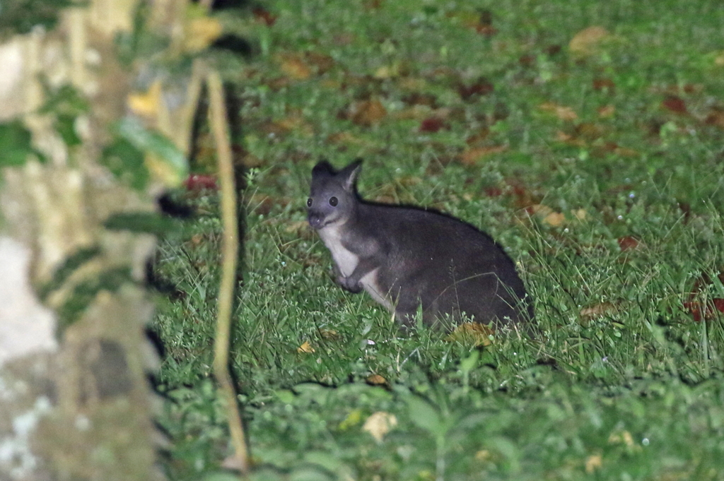 Gray Dorcopsis (Dorcopsis luctuosa) - Know Your Mammals
