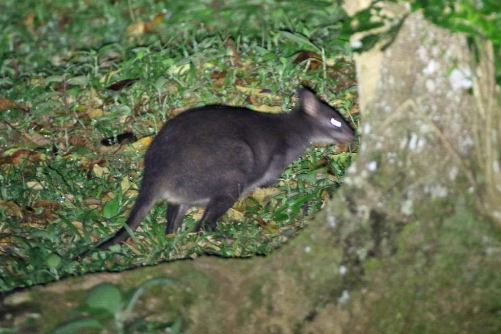 Gray Dorcopsis (Dorcopsis luctuosa) - Know Your Mammals