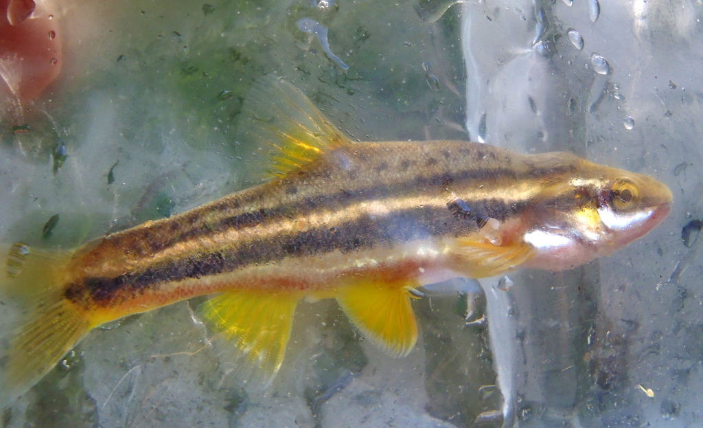 Southern Redbelly Dace in May 2016 by John Aufderheide · iNaturalist