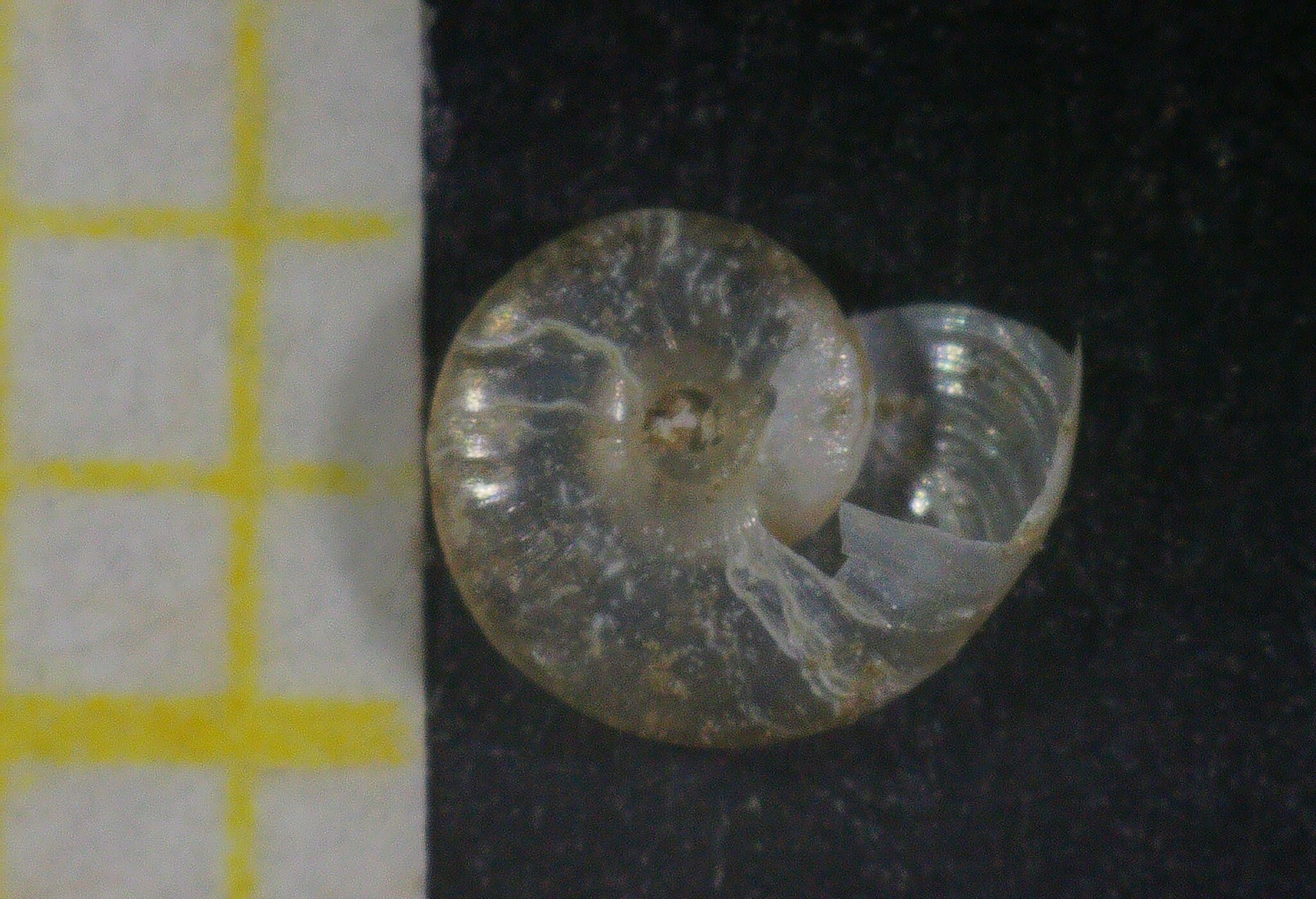 Segmentina nitida (O.F.Müller, 1774)