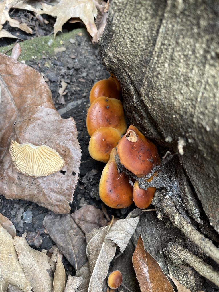 Velvet Foot from County Road 975, Thompson, MO, US on December 02, 2022 ...