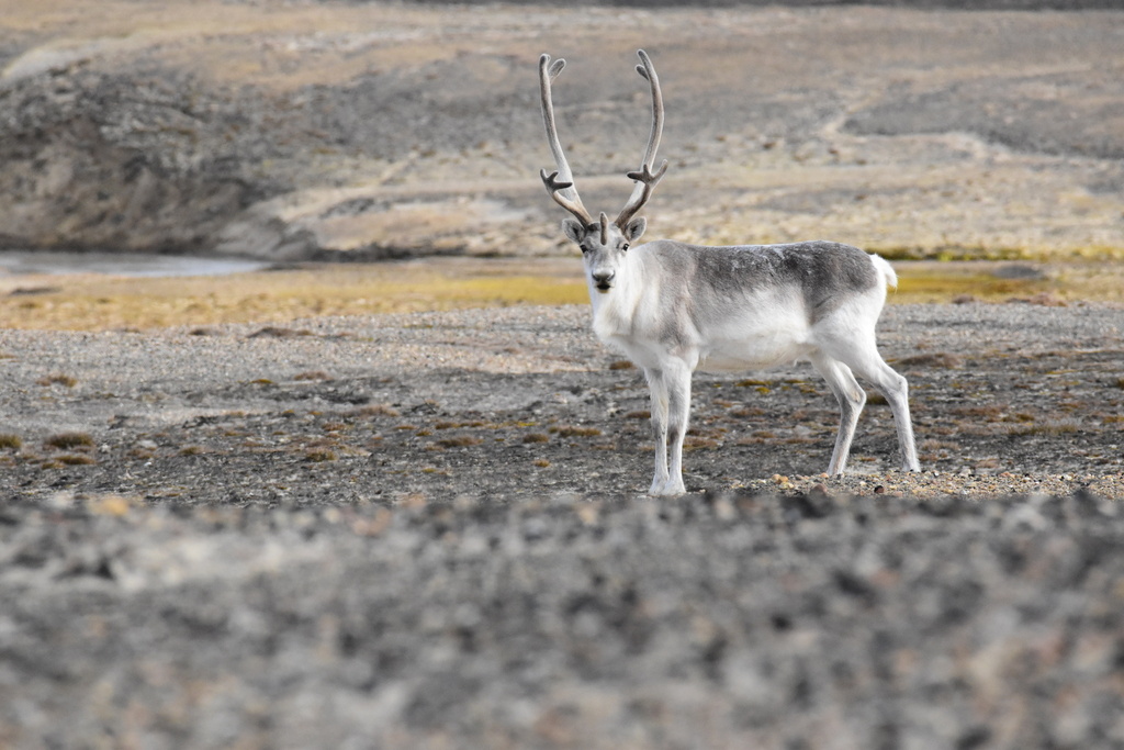 Peary Caribou (Rangifer tarandus pearyi) - Know Your Mammals