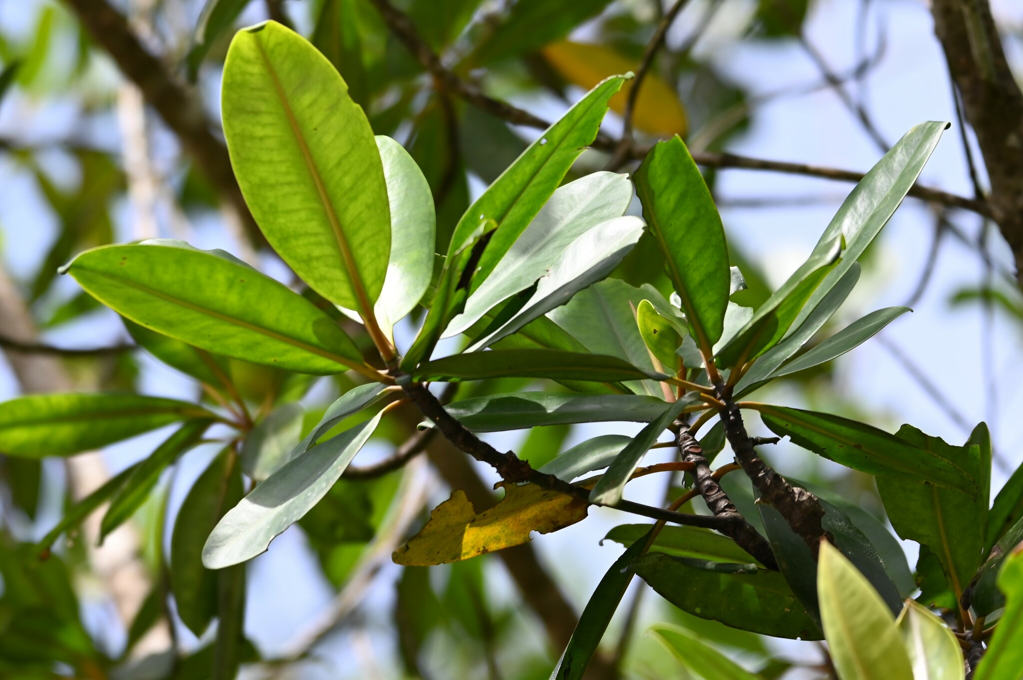 Rhizophora racemosa G.Mey.