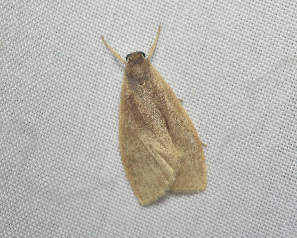 Lithosiina from Aiyur Forest Gust House on November 27, 2022 at 12:52 ...