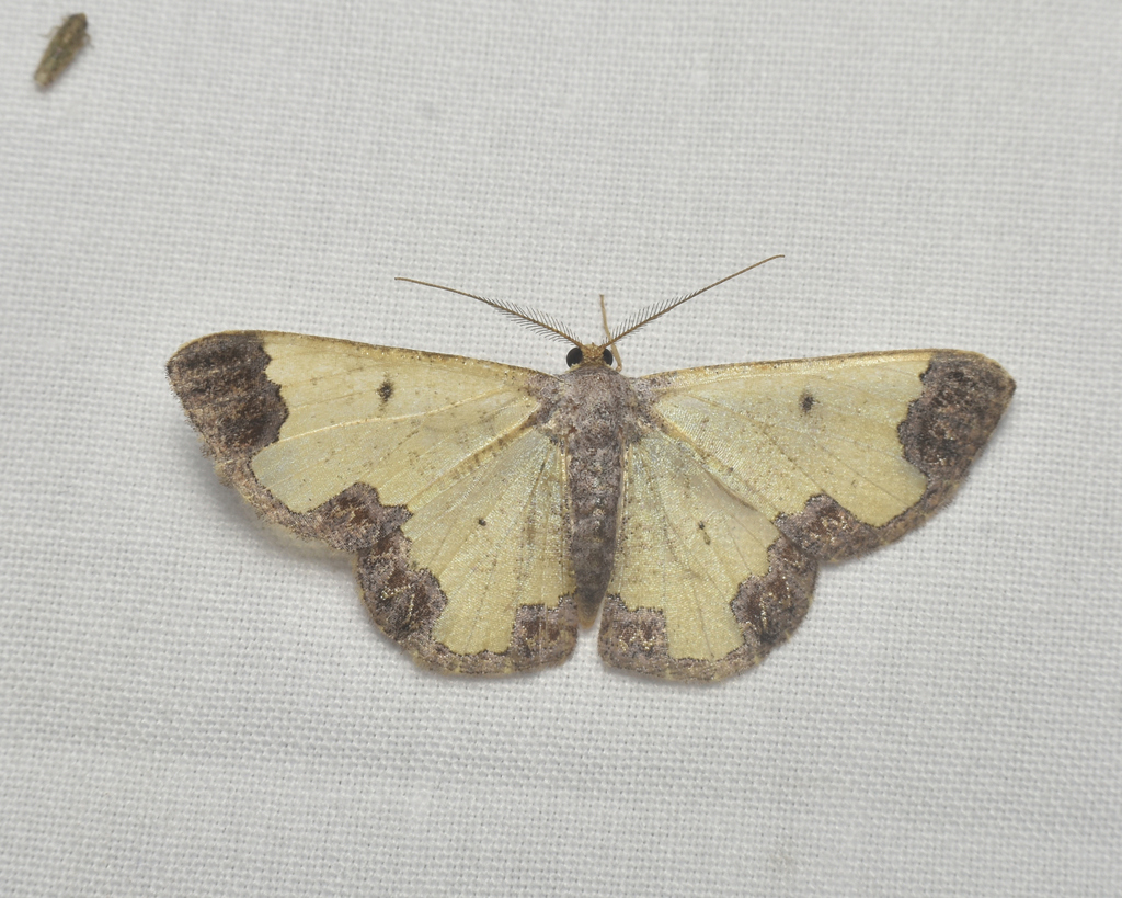 Zamarada from Aiyur Forest Gust House on November 26, 2022 at 10:10 PM ...