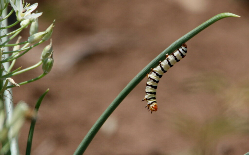 Diaphone from Mopani District Municipality, South Africa on November 24 ...