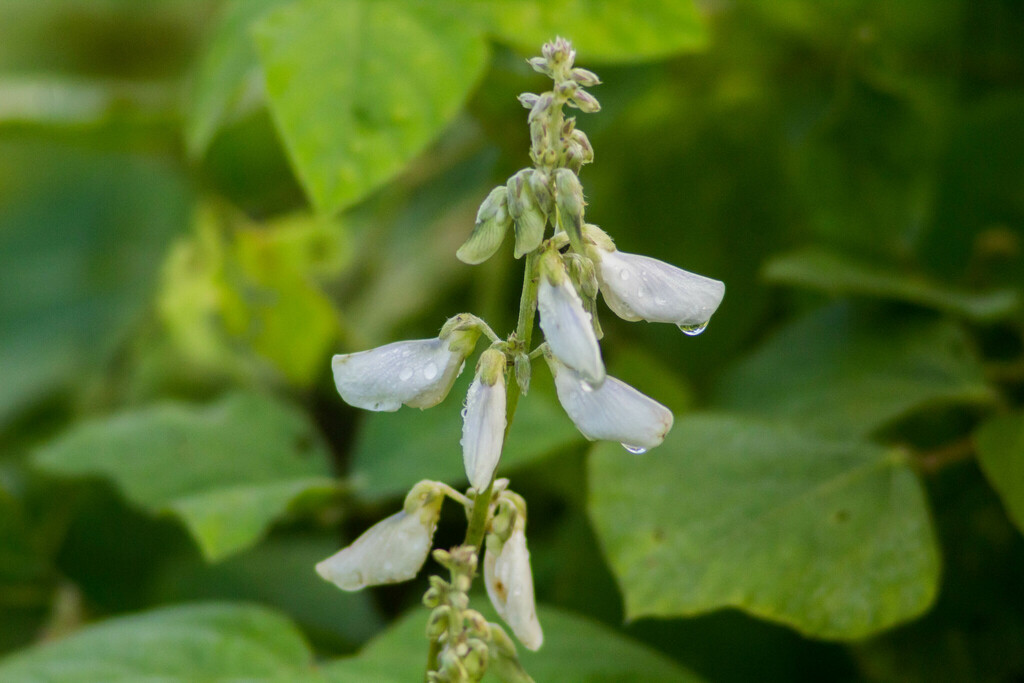 Phaseoleae from El Bosque de la Lomita, 29960 Palenque, Chis., México ...