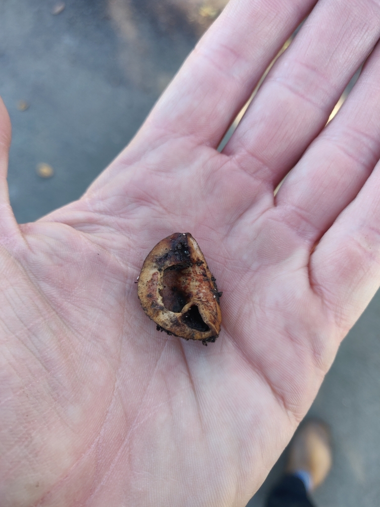 northern California black walnut from Niles, Fremont, CA 94536, USA on ...