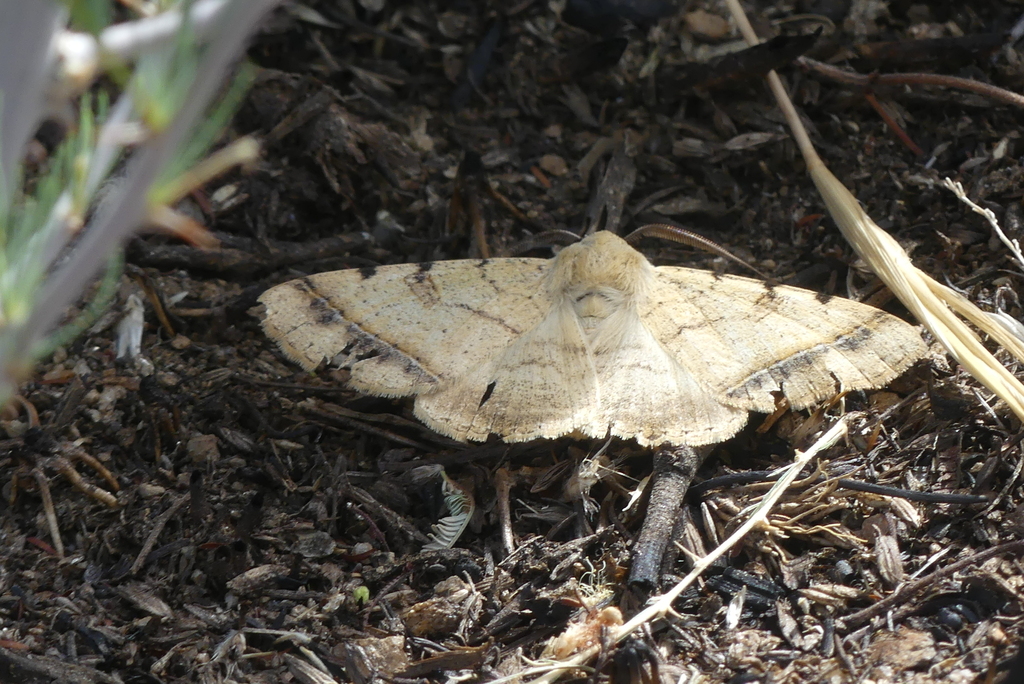 Butterflies and Moths from Windhoek-Avis, Windhuk, Namibia on November ...