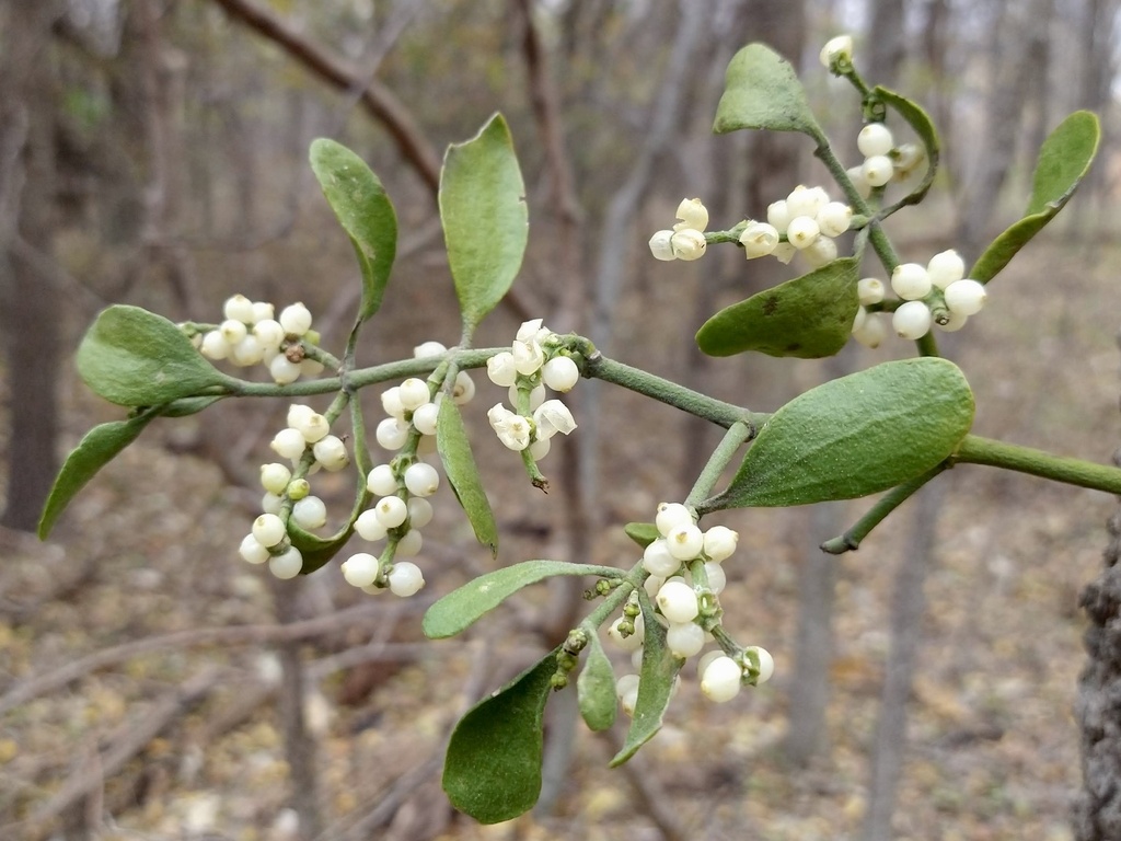 American Mistletoe from Lewisville, TX, US on December 02, 2022 at 10: ...