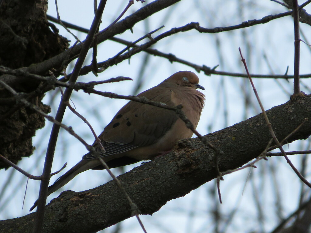 Mourning Dove from Rockford, IL, USA on December 02, 2022 at 10:59 AM ...