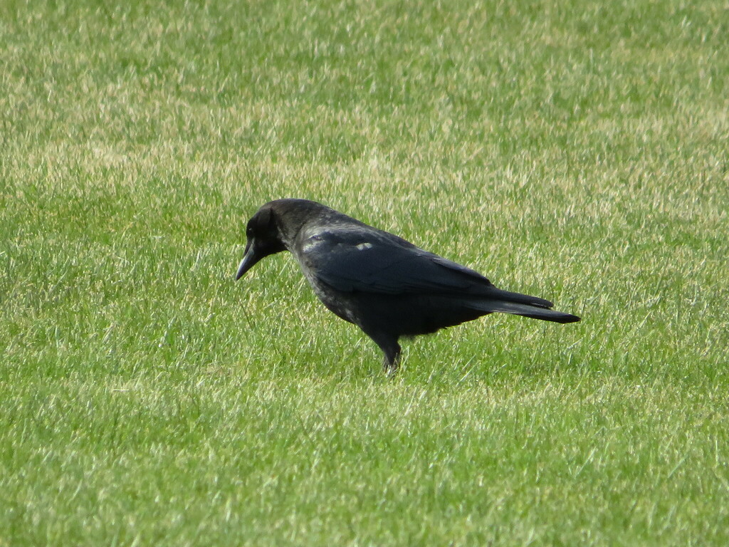 American Crow from Rockford, IL, USA on December 2, 2022 at 10:59 AM by ...