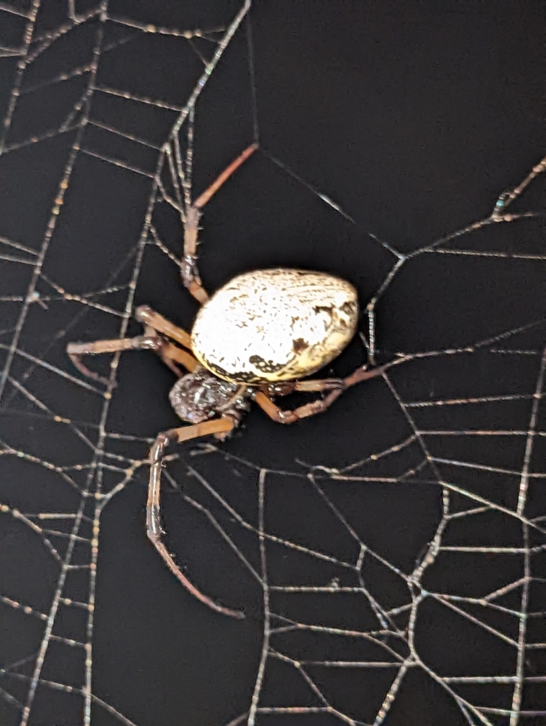 African Hermit Spider from Thyolo, Malawi on December 2, 2022 at 09:36 ...
