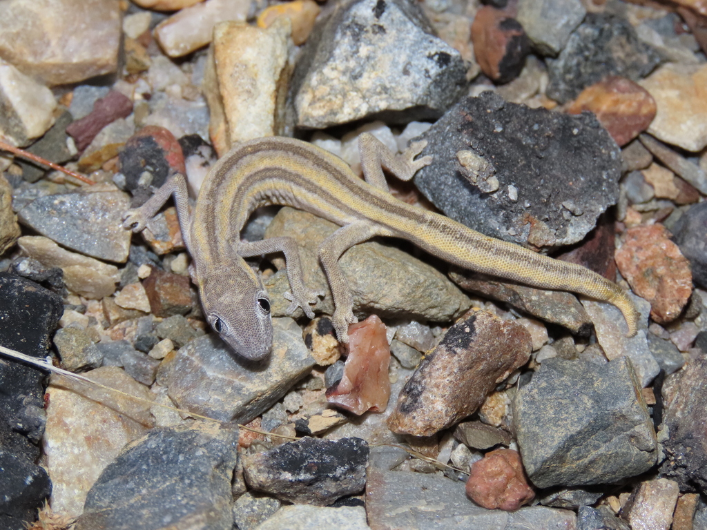 Phasmid Striped Gecko in October 2022 by Richard D Reams · iNaturalist