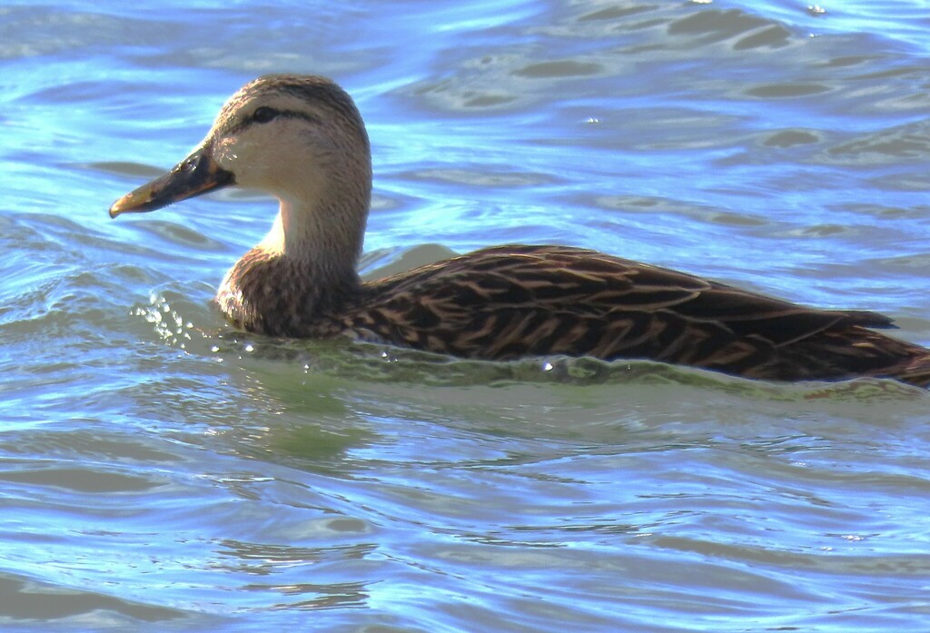 Florida Mottled Duck from Carlos Point, Fort Myers Beach, FL 33931, USA ...