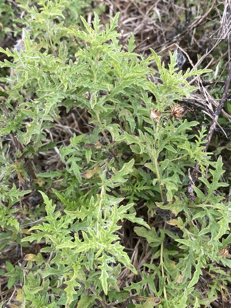 western ragweed from Seagoville, TX, US on December 02, 2022 at 10:57 ...