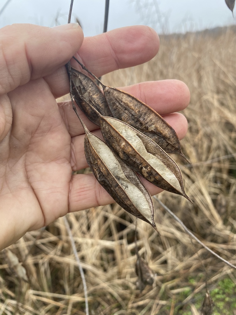 Bladder Pod from Seagoville, TX, US on December 02, 2022 at 10:43 AM by ...