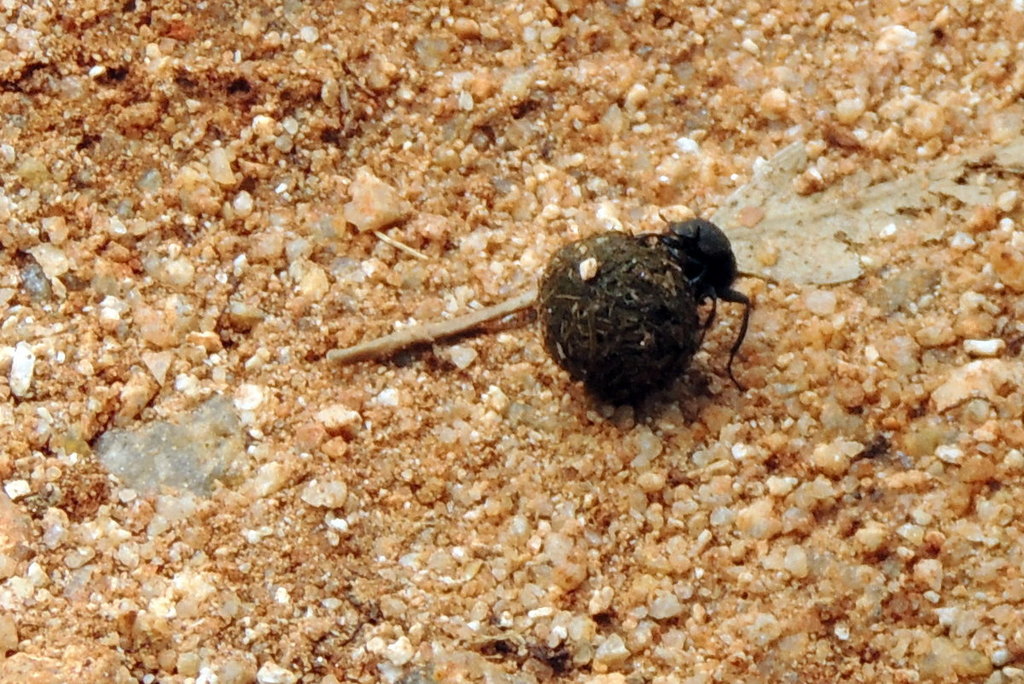 Spindly-leg Dung Beetles from Ramanagara, Karnataka, India on June 10 ...