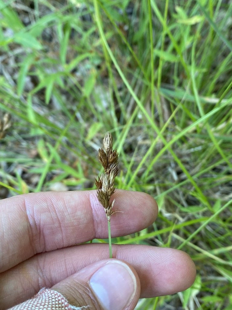 pointed broom sedge in August 2022 by Sequoia Janirella Wrens · iNaturalist
