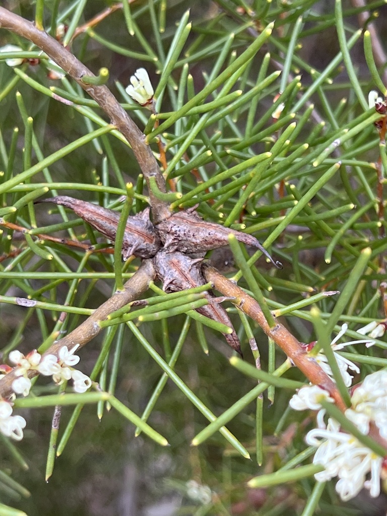 Dagger Hakea from Bobbin Head Trl, North Turramurra, NSW, AU on ...