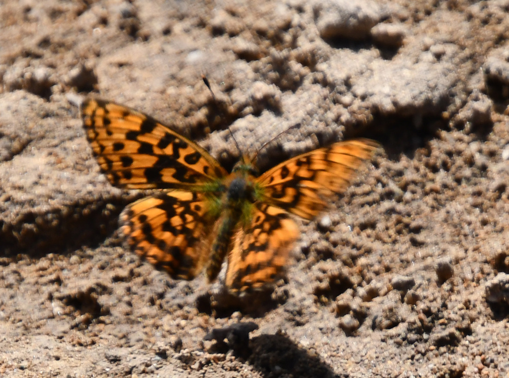 Boloria from Хасанский р-н, Приморский край, Россия on September 12 ...