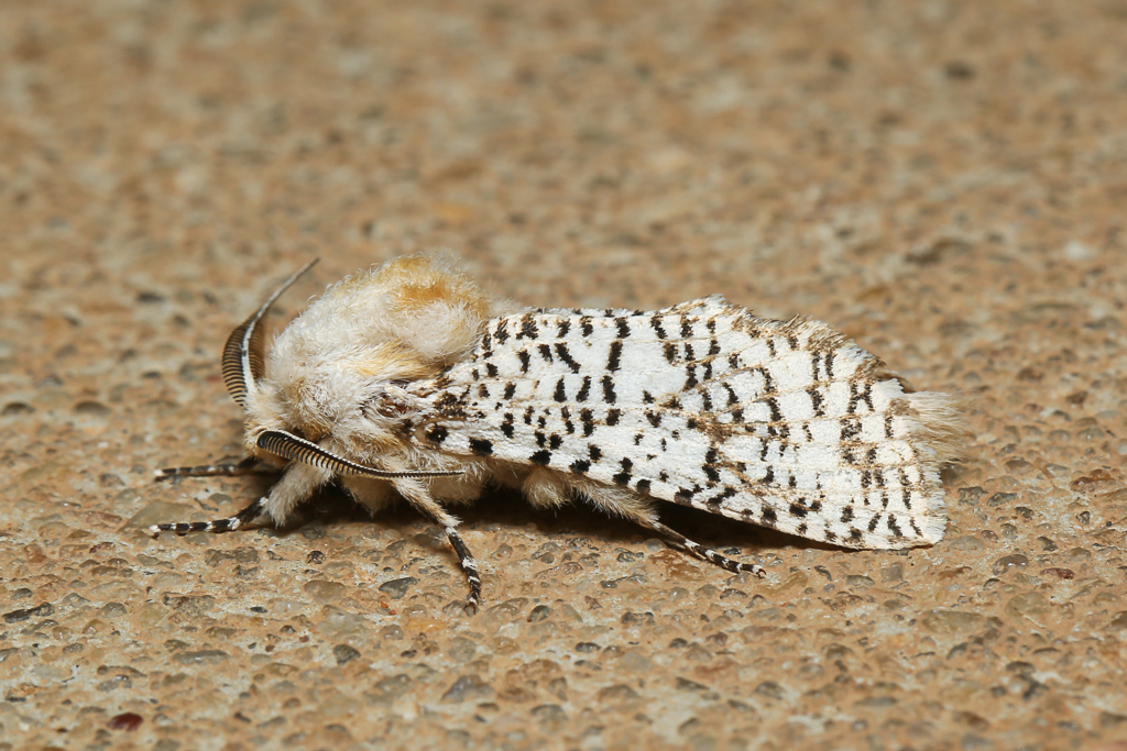 Endoxyla from Morven, QLD on November 22, 2022 at 12:11 AM by dhfischer ...