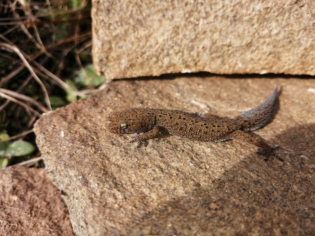 Cape Thick-toed Gecko from Bloemfontein, South Africa on May 30, 2022 ...