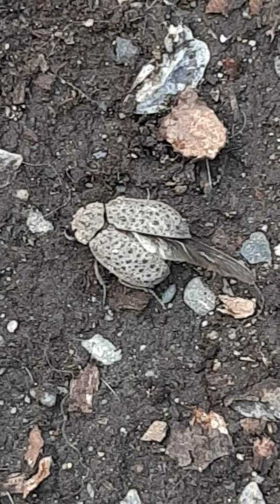 Polynoncus brevicollis from Panguipulli, Los Ríos, Chile on October 08 ...