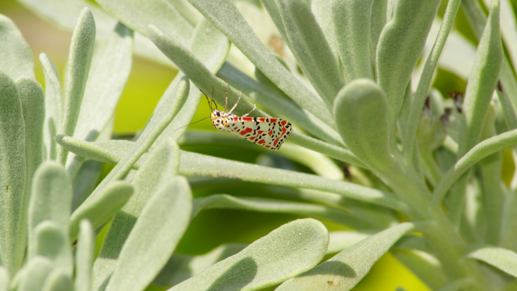 Crimson-speckled Flunkey from Anguilla on December 1, 2022 at 12:57 PM ...