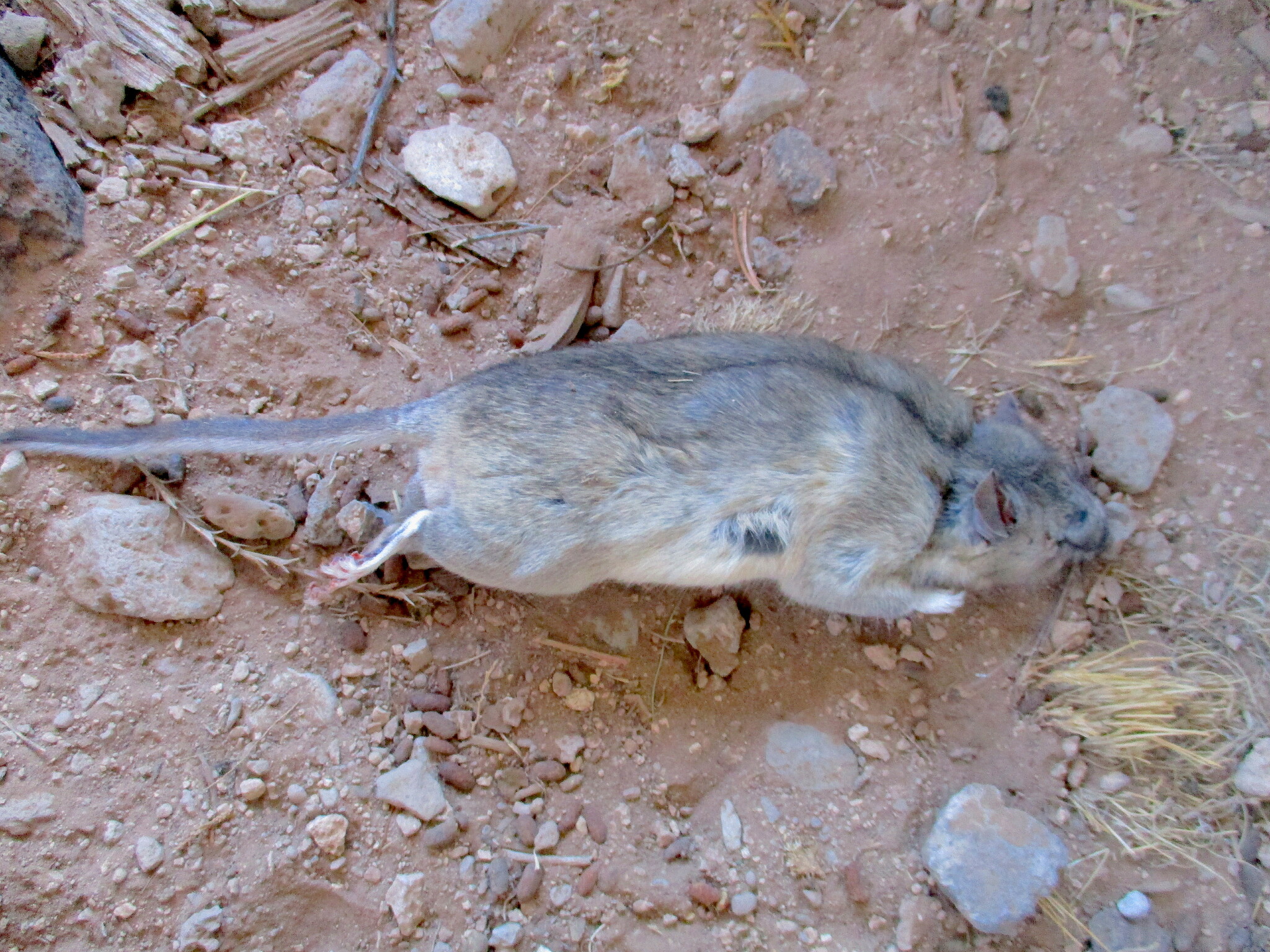 Neotoma mexicana Baird, 1855