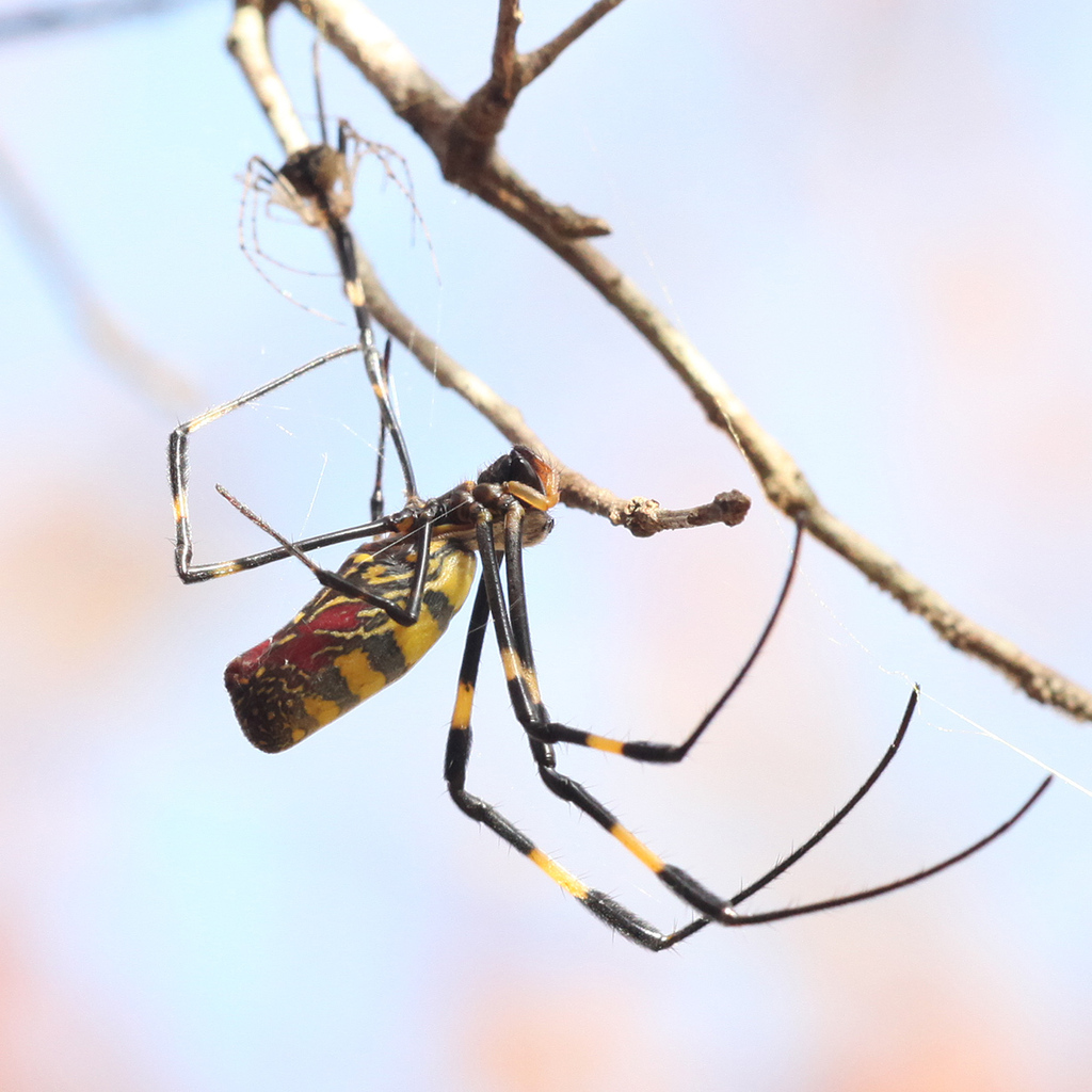 Joro Spider from Abbeville County, SC, USA on December 2, 2022 at 10:58 ...