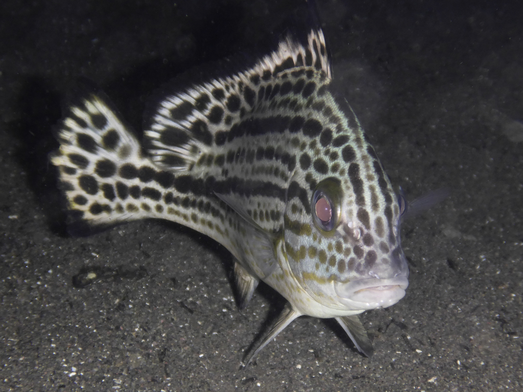 Painted Sweetlips (Diagramma pictum) - Marine Life Identification
