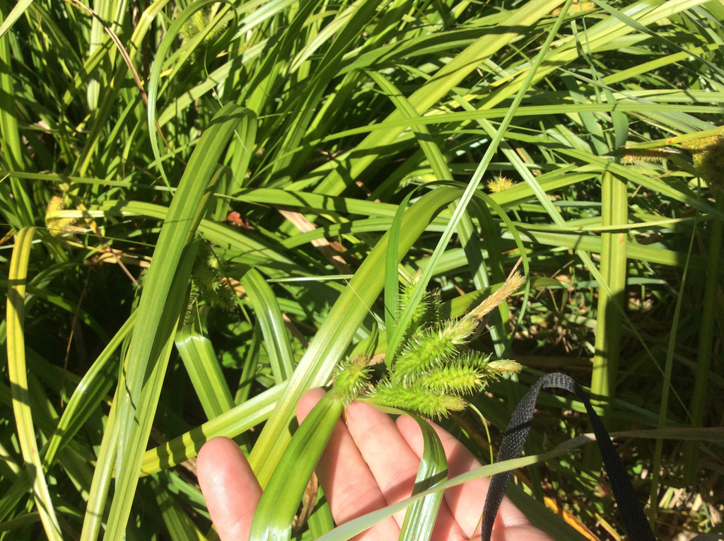 retrorse sedge from 10738–11052 SW Herman Rd, Tualatin, OR, US on ...