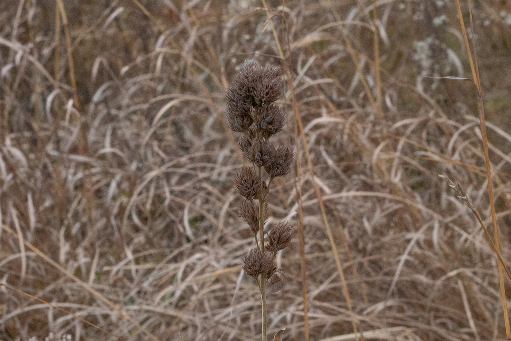 round-headed bush clover in November 2020 by Jeremy Graves · iNaturalist