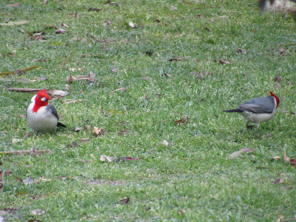 Red-crested Cardinal from Puerto Madero, CABA, Argentina on September 8 ...