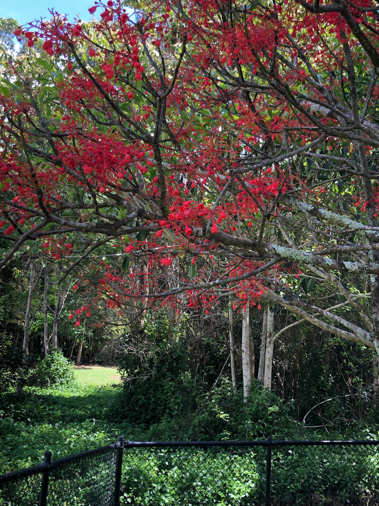 flame tree from Palmwoods on December 03, 2022 at 09:10 AM by ...