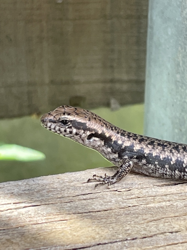 Bar-sided Skink from Plumer St, Sherwood, QLD, AU on December 3, 2022 ...