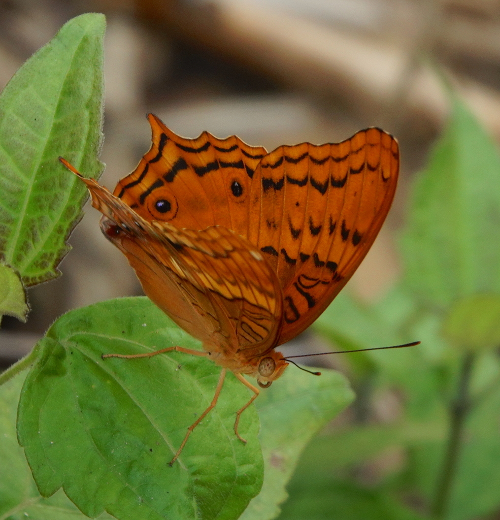 Malay Cruiser from River Crossing, 40m, Buru Regency, Maluku, Indonesia ...